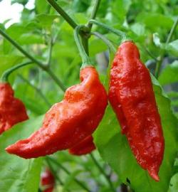 Bhut Jolokia (seme) Chilli RED