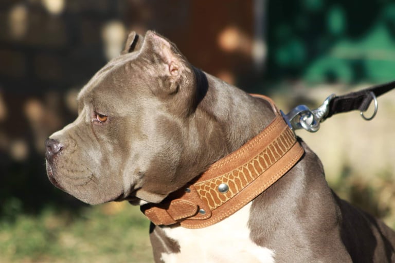 American bully