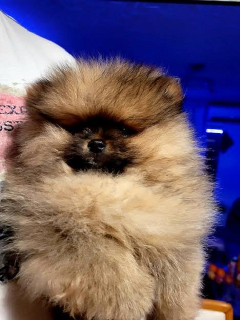 Pomeranac