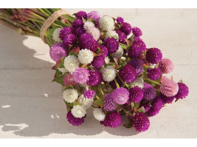 Gomfrena Mix (Gomphrena globosa)