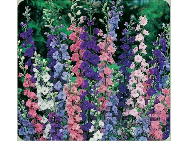 Delphinium ajacis (seme) Speronela