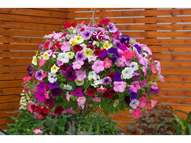 Petunija Mix (Petunia Sp.)