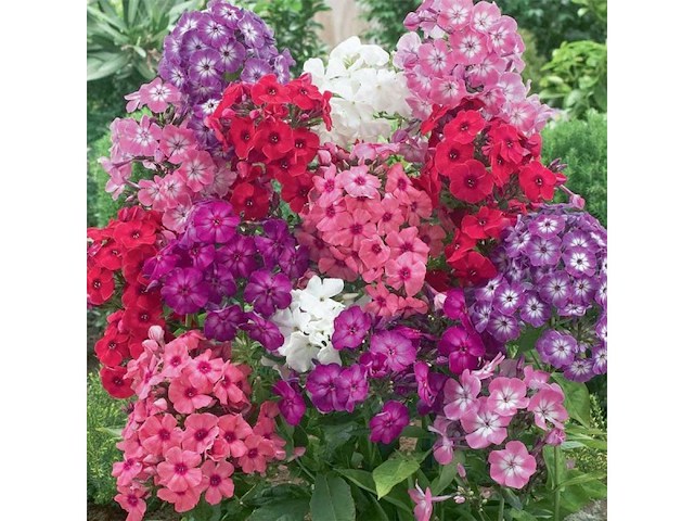 Floks, Plamenac Mix (Phlox drummondii)