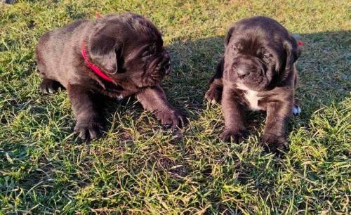 Cane corso