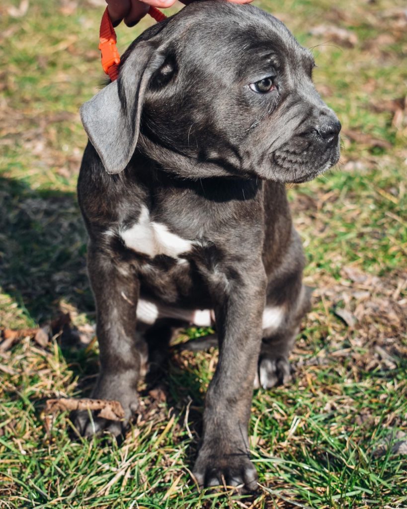 Cane Corso ženka