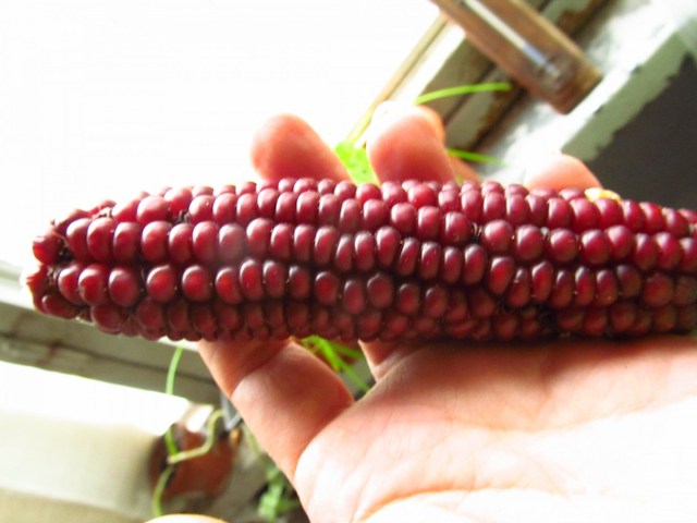 Ljubičasti kukuruz (maiz morado) seme, 20 komada