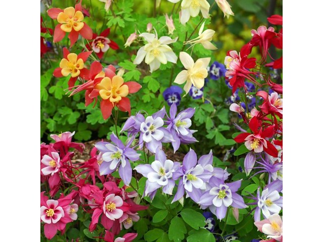 Kandilica Mix  (Aquilegia caerulea)