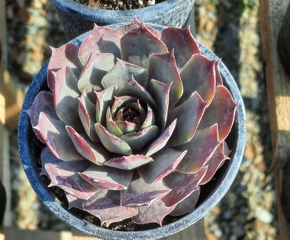 Sempervivum-Čuvarkuća 007