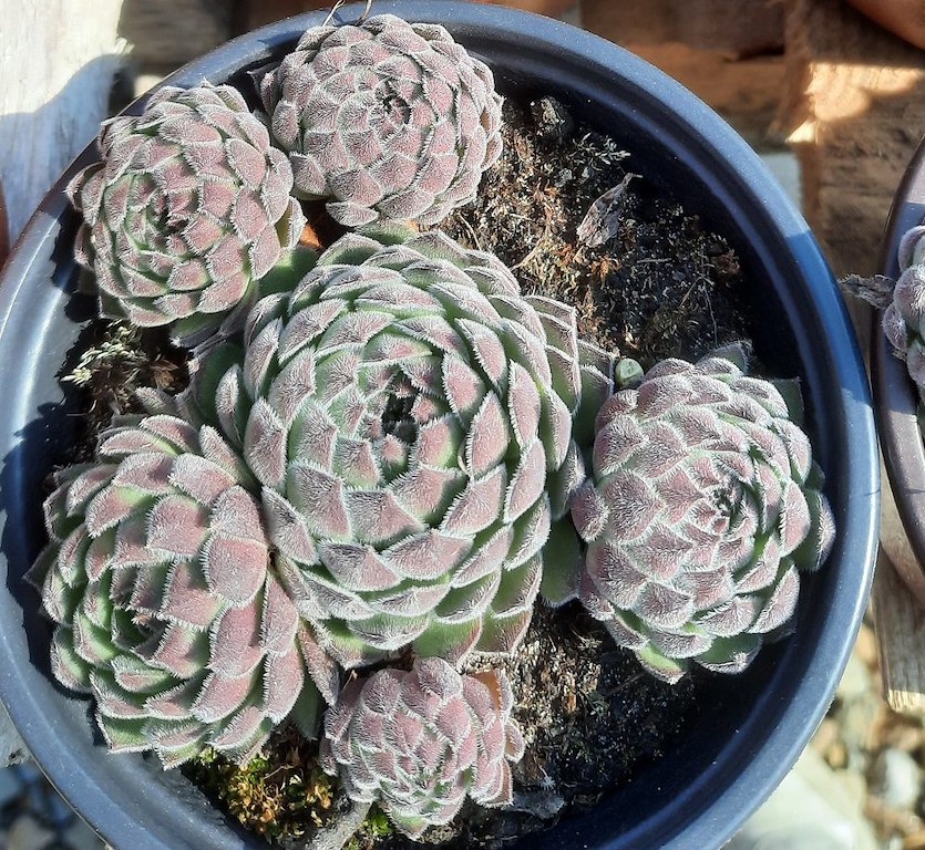 Sempervivum-Čuvarkuća 009