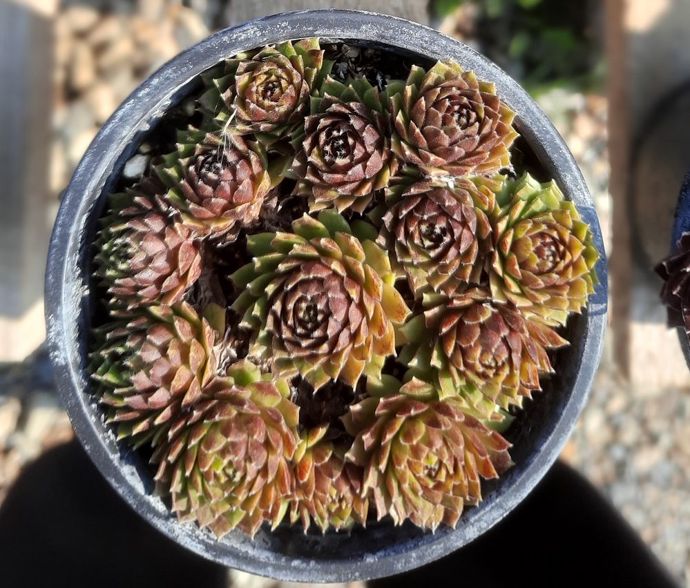 Sempervivum-Čuvarkuća 010