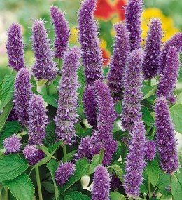 Agastache aromatični