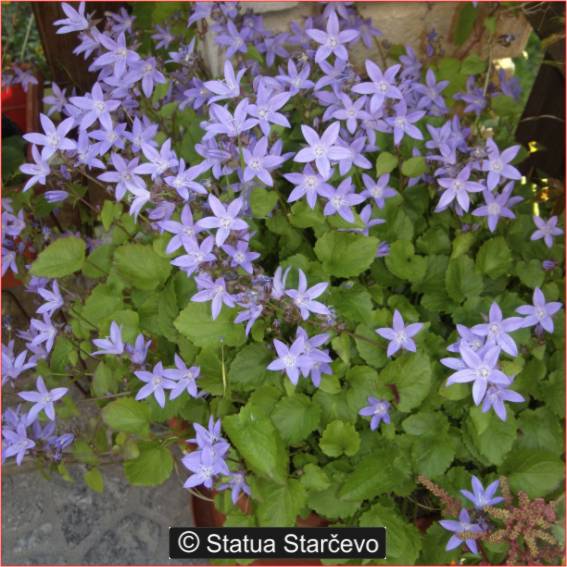 Campanula poscharskyana