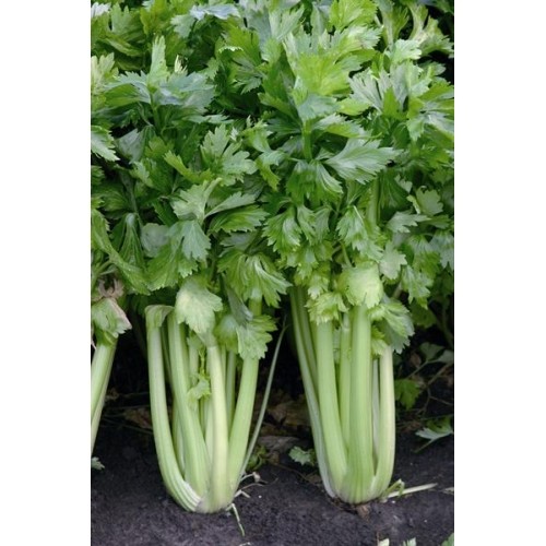 Celer Lišćar Utah 56229-0.5 grama (oko 1000 sem)