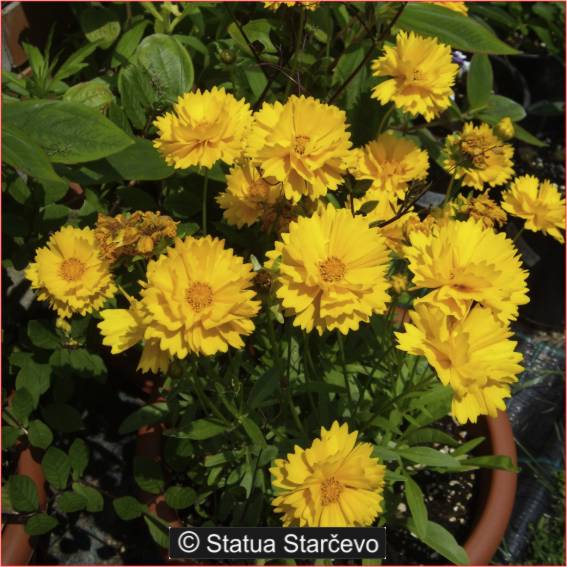 Coreopsis grandiflora Early Sunrise