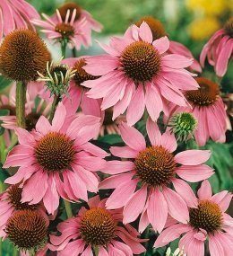 Echinacea Purpurea P086