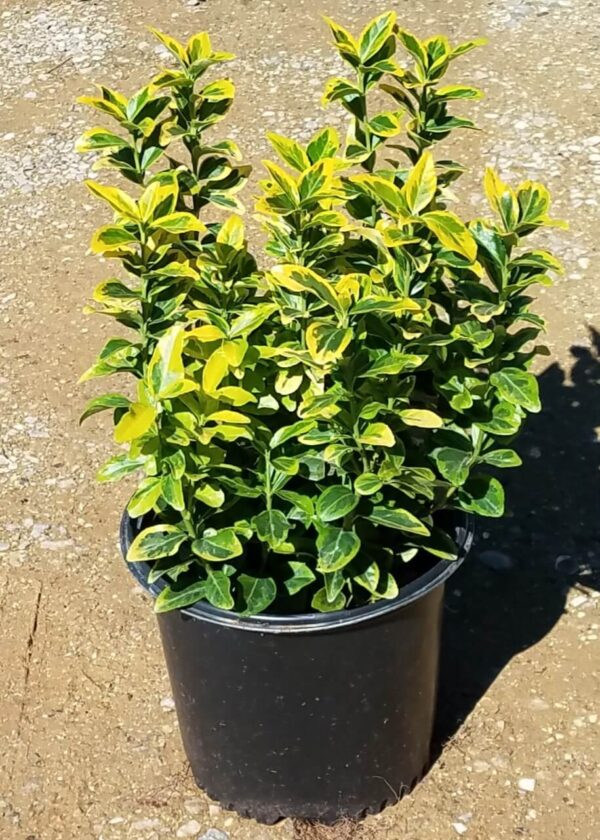 Euonymus Golden- P231