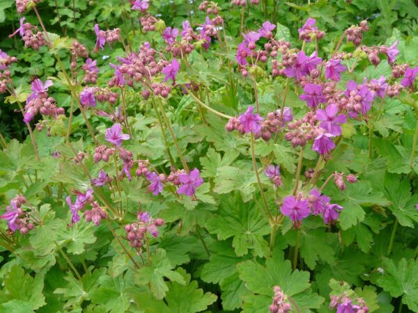 Geranium macrorrhizum