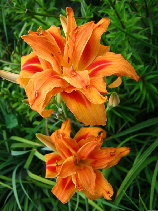 Hemerocallis Apricot Beauty