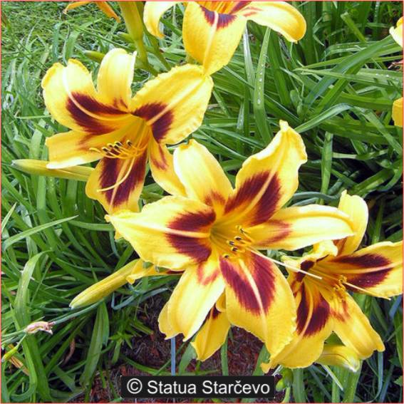 Hemerocallis Bonanza