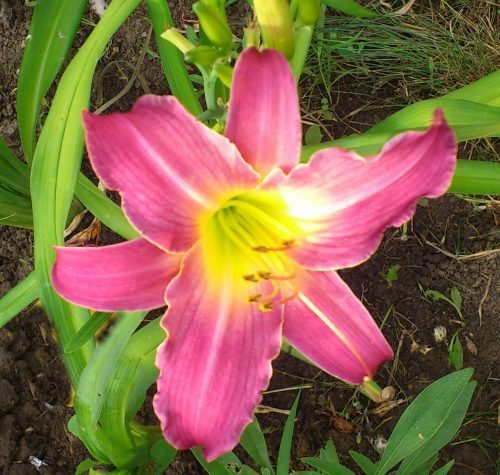 Hemerocallis Cara Mia