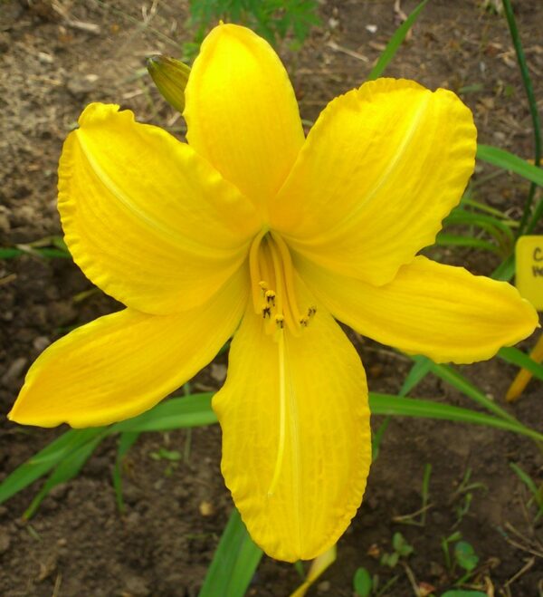 Hemerocallis Cartwheels