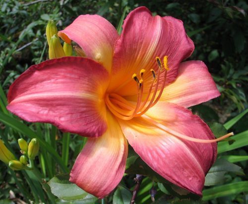 Hemerocallis Cherry Cheeks 536