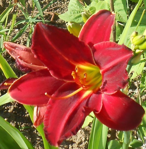 Hemerocallis Chicago Cardinal