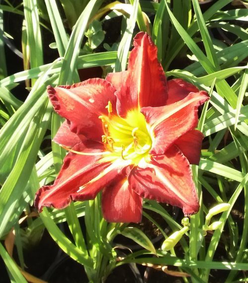 Hemerocallis Chicago Fire