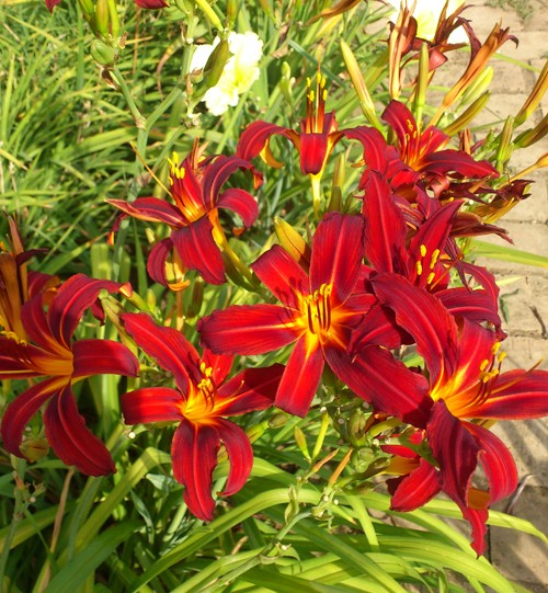 Hemerocallis crveni 424