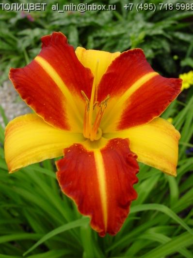 Hemerocallis Frans Hals 00512