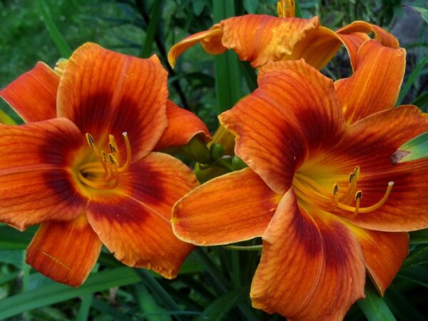 Hemerocallis Holiday Delight