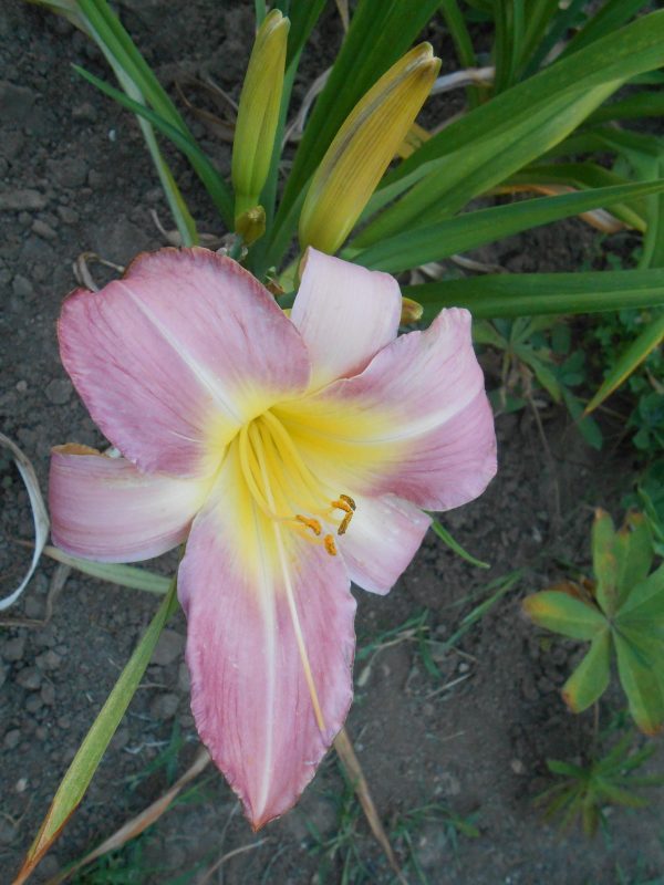 Hemerocallis Lavender Deal 412