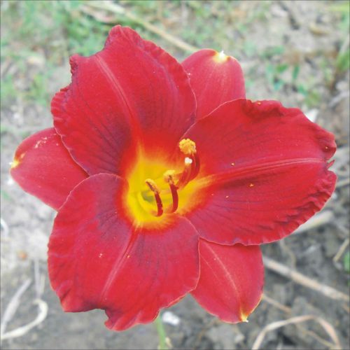 Hemerocallis Little Gypsy Ruby