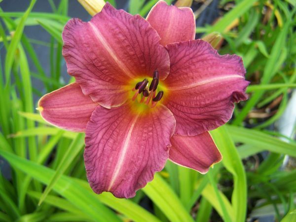 Hemerocallis Little Wine cup 556