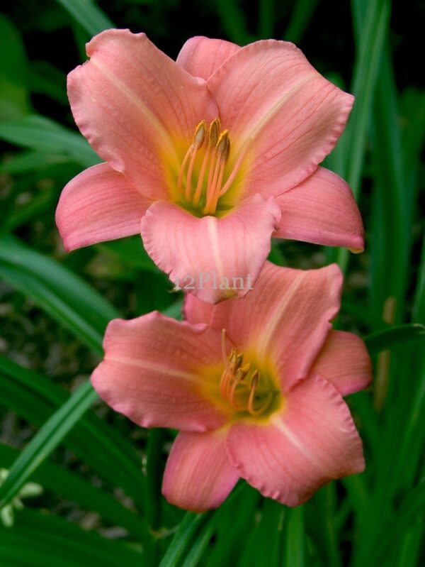 Hemerocallis Love That Pink 521