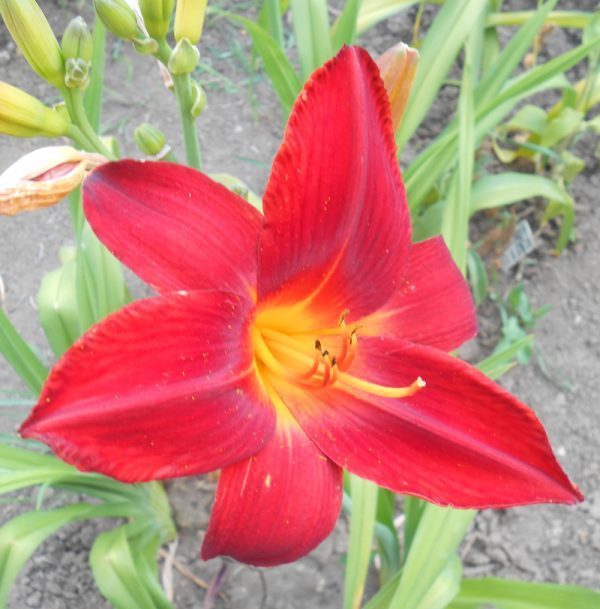 Hemerocallis Lusty Lealand