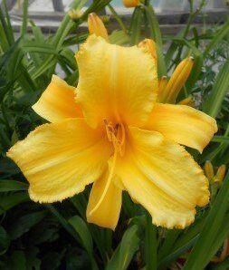 Hemerocallis Mary Todd