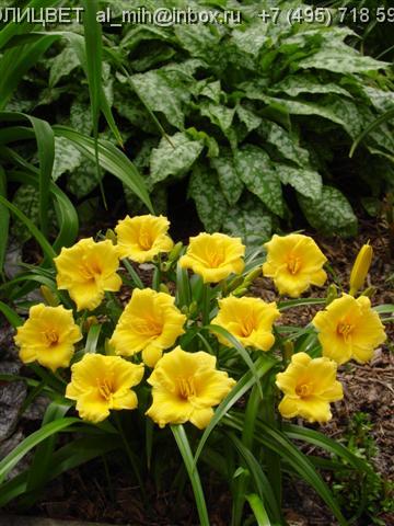 Hemerocallis Mini Stella