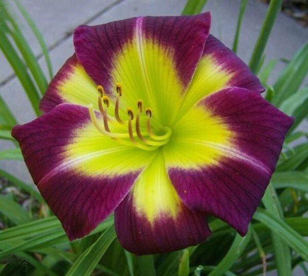 Hemerocallis Night Beacon (Svetionik) 409