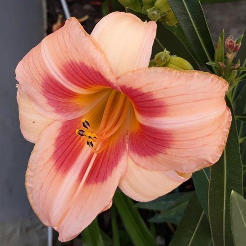 Hemerocallis Real Wind