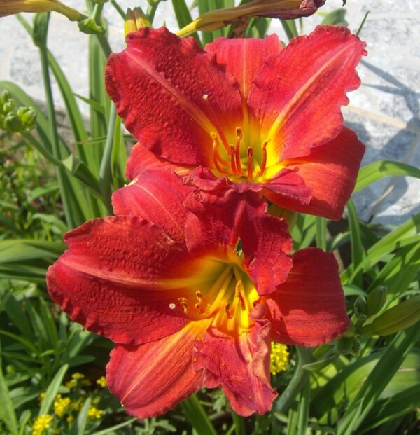 Hemerocallis Red Rum