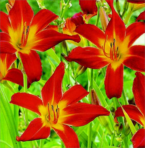 Hemerocallis Red Magic