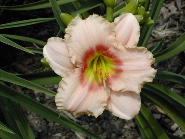 Hemerocallis Siloam Cinderella