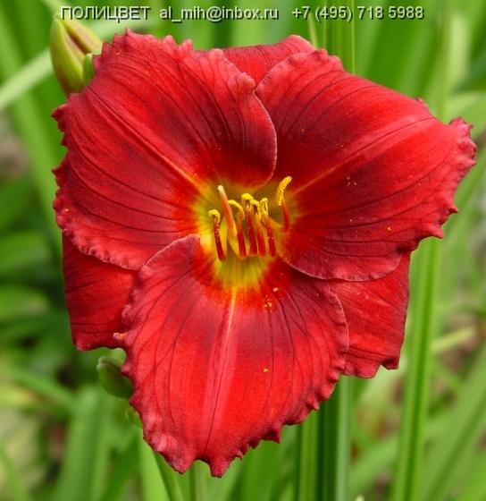 Hemerocallis Siloam Show Girl