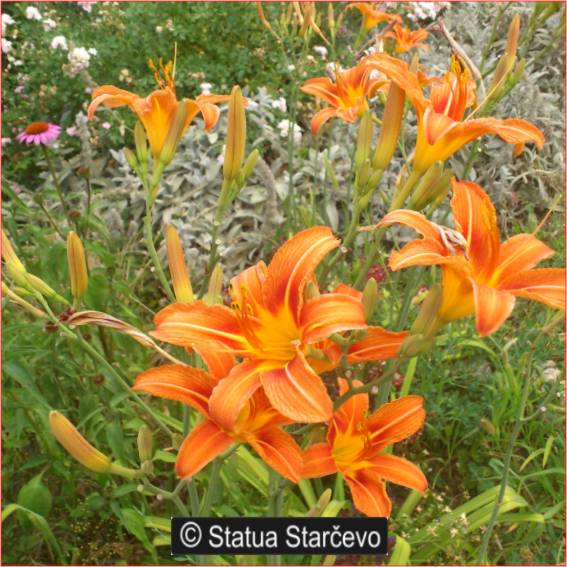 Hemerocallis Single orange 301