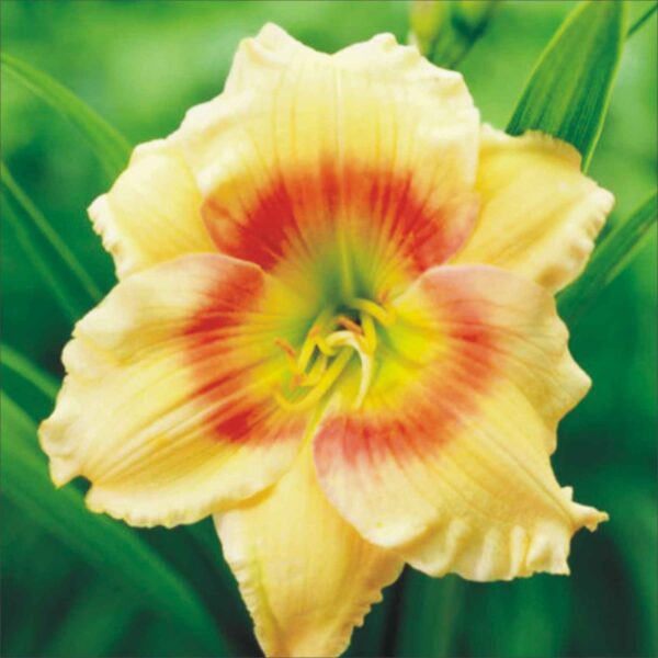 Hemerocallis Spits Beauty