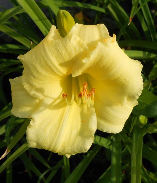 Hemerocallis svetlo žuti 617