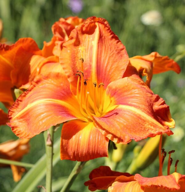 Hemerocallis Tuscawilla Tigress 635