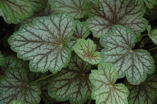 Heuchera Green Spice P674