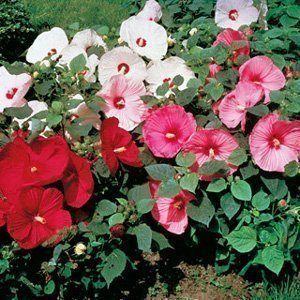 Hibiscus mix (BAŠTENSKI HIBISKUS)-P293-3 SADNICE (40-60cm)